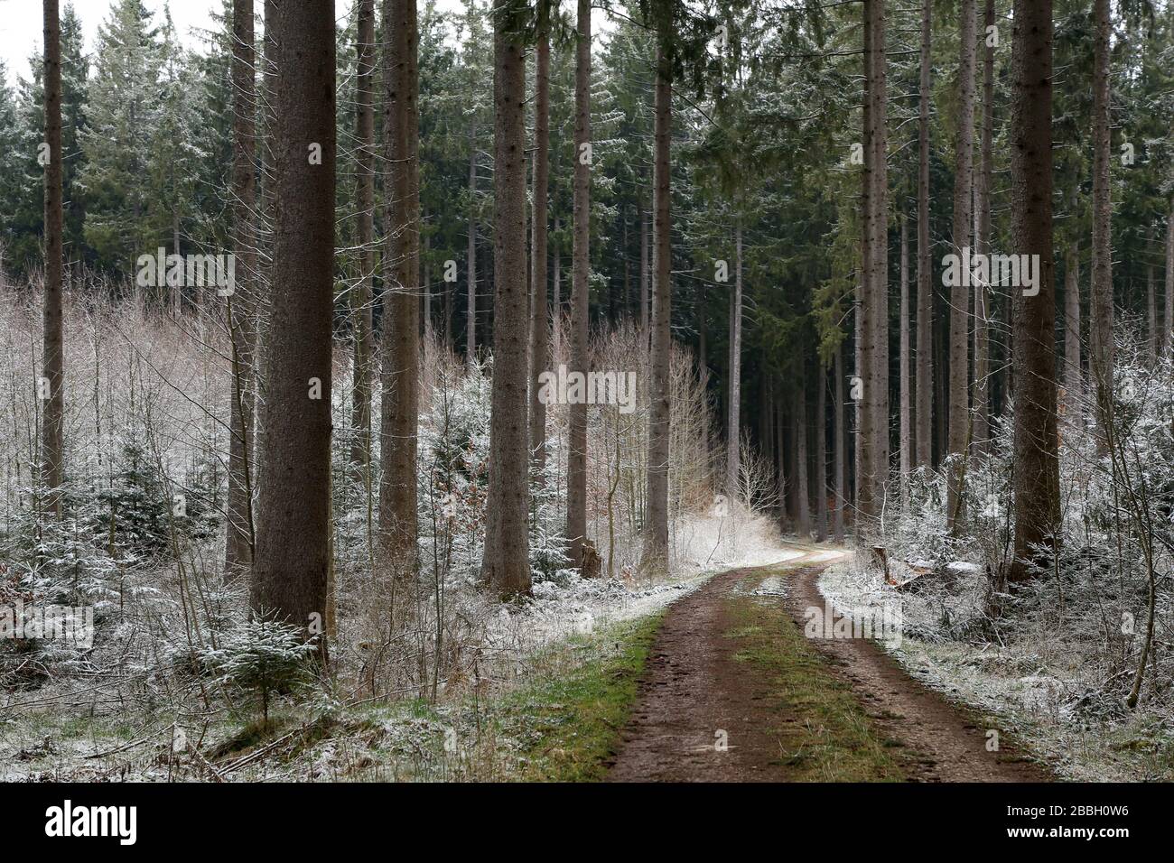 Forest with tall fir trees and forest road Stock Photo - Alamy