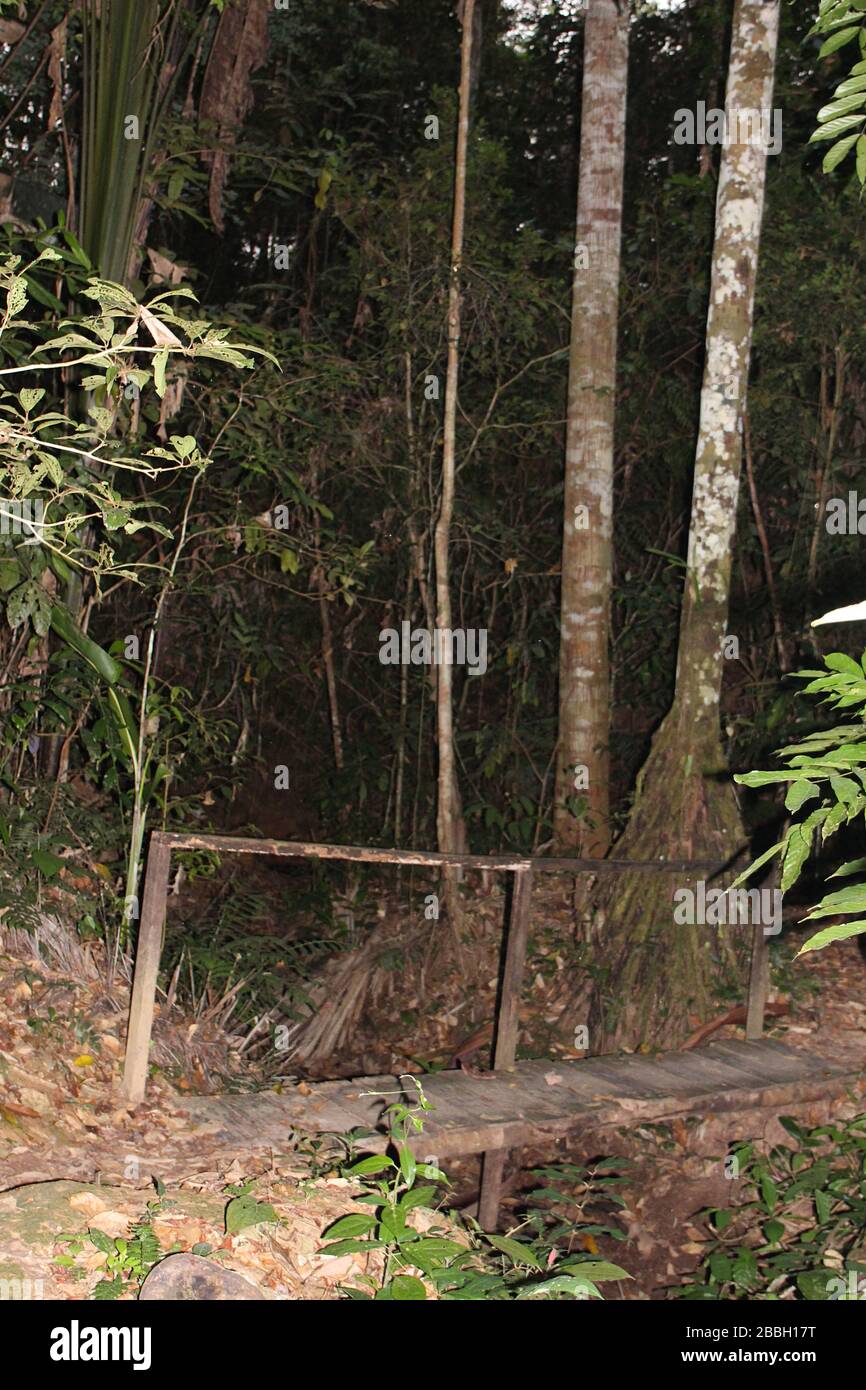 A worn, wood bridge on a hiking trail in the Amazon Rainforest in ...