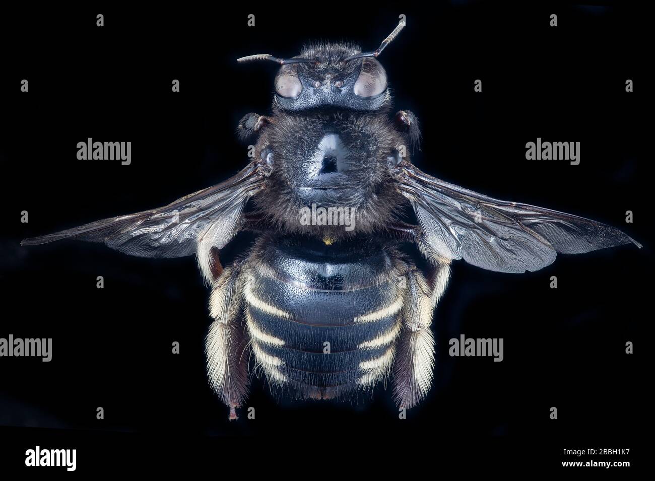 Bee. Macro closeups of bees Stock Photo - Alamy