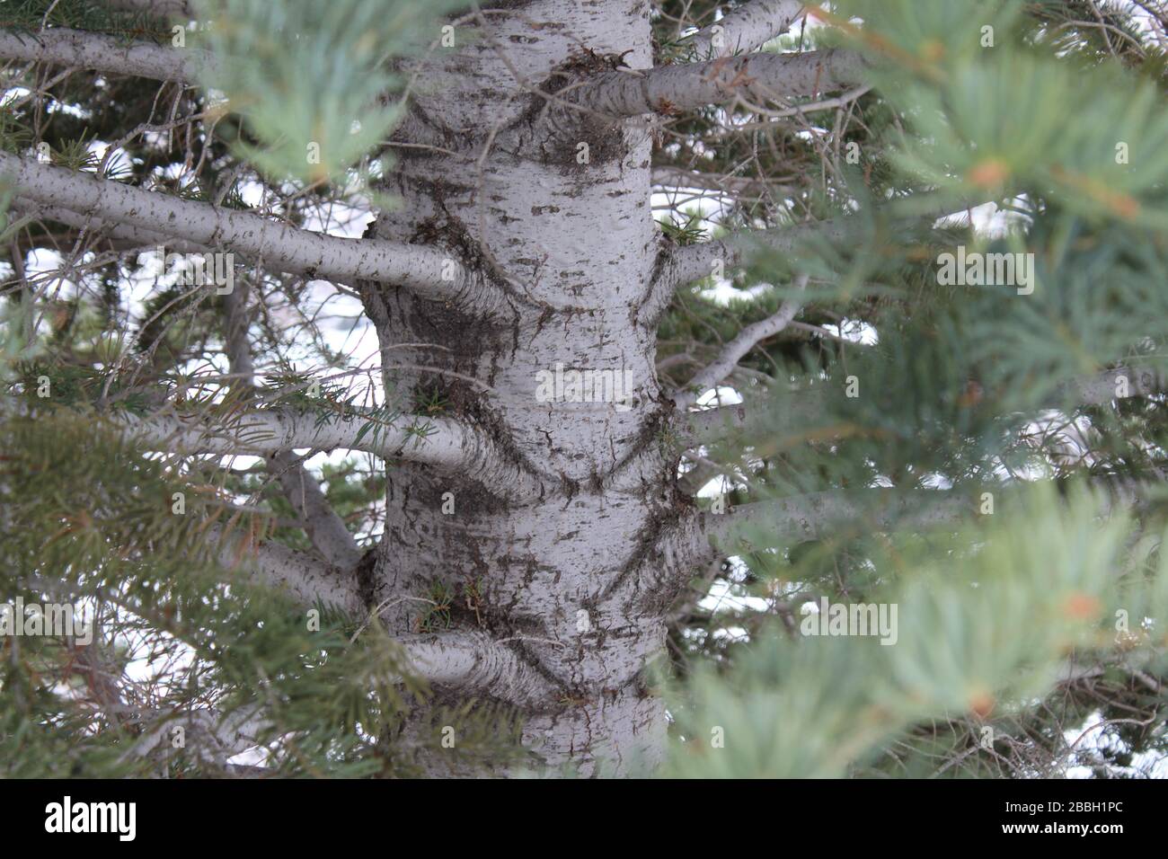 Pine Tree Different Focus Stock Photo - Alamy