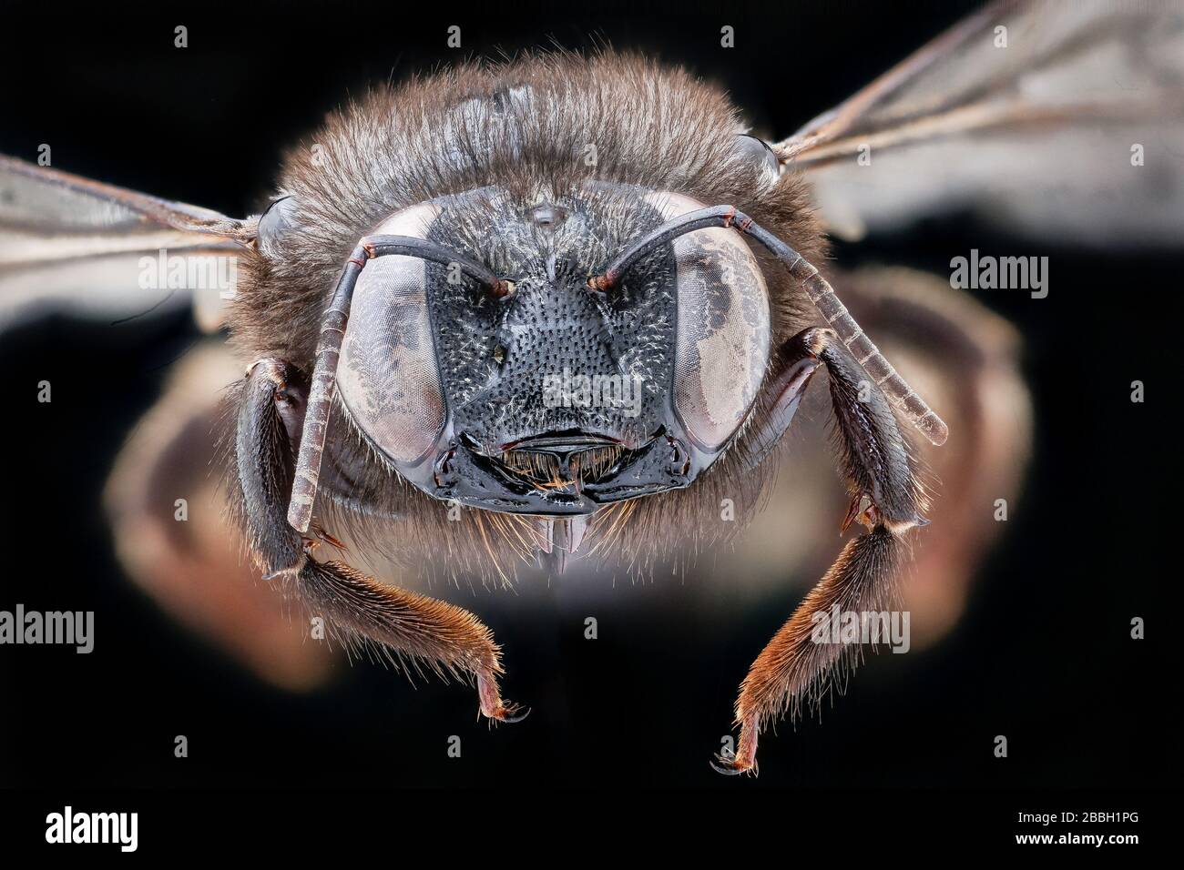 Pollinator insects hi-res stock photography and images - Alamy