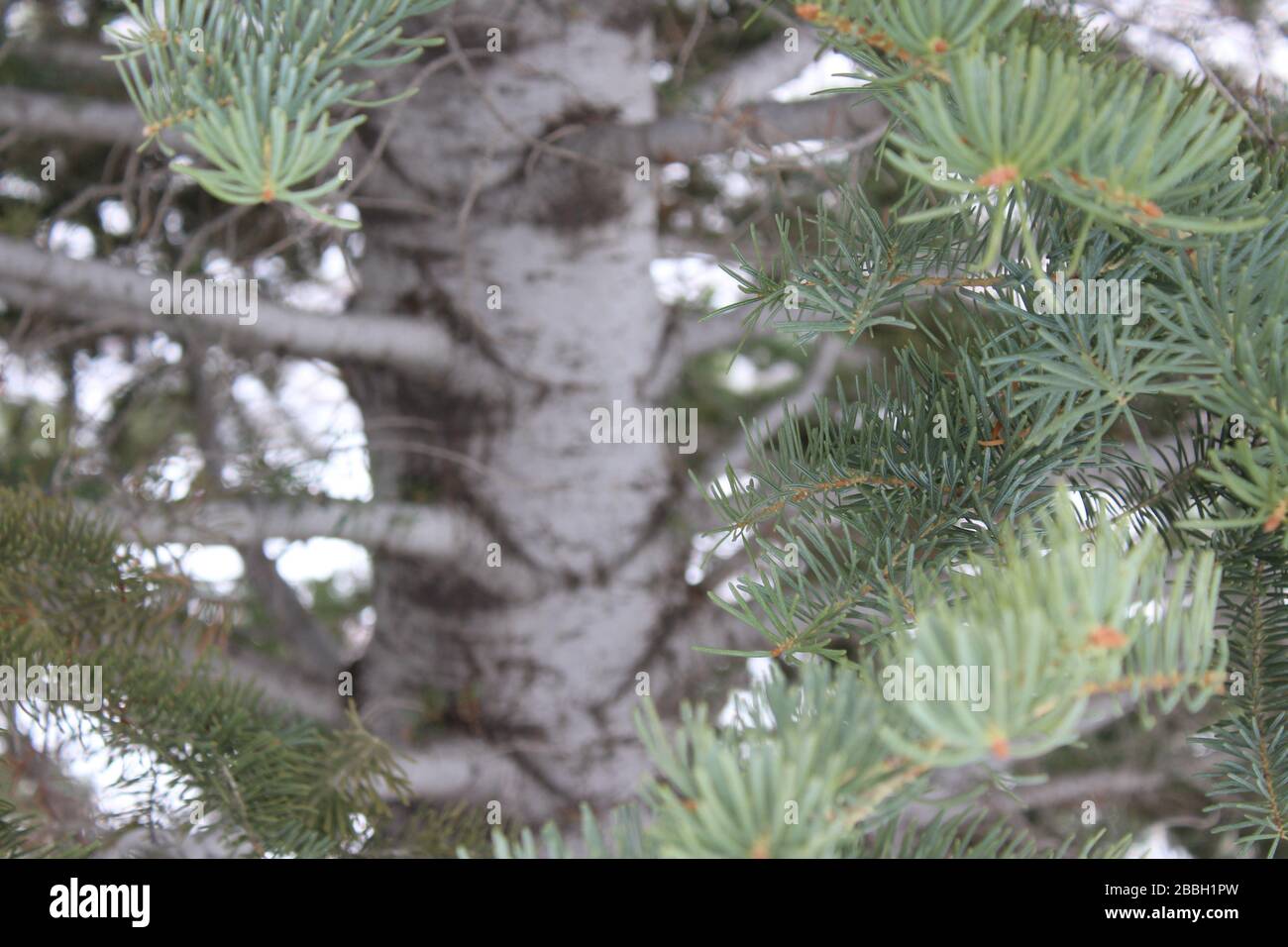 Pine Tree Different Focus Stock Photo - Alamy