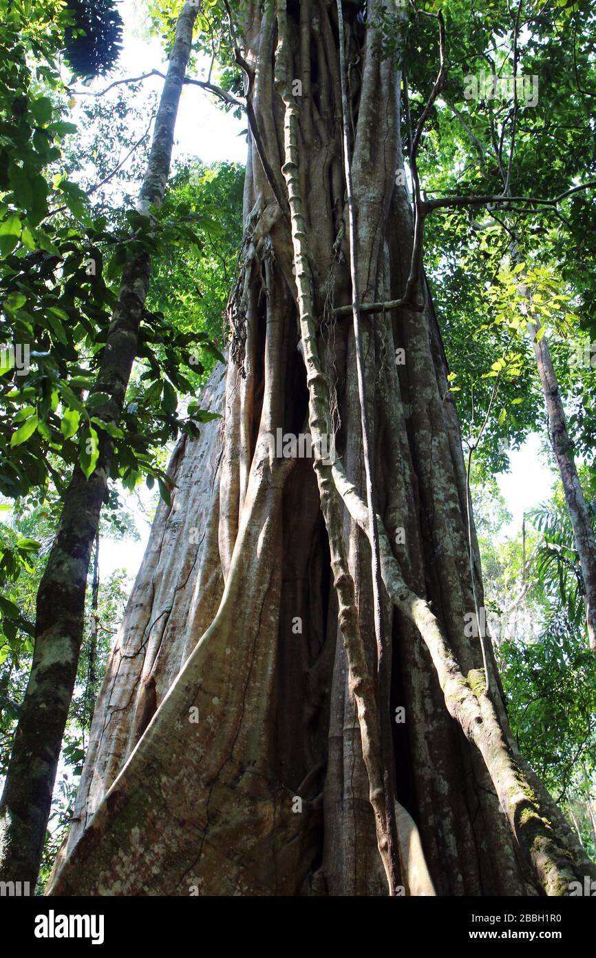 Loooking upward at a Strangler Fig Tree in the Amazon rainforest in ...