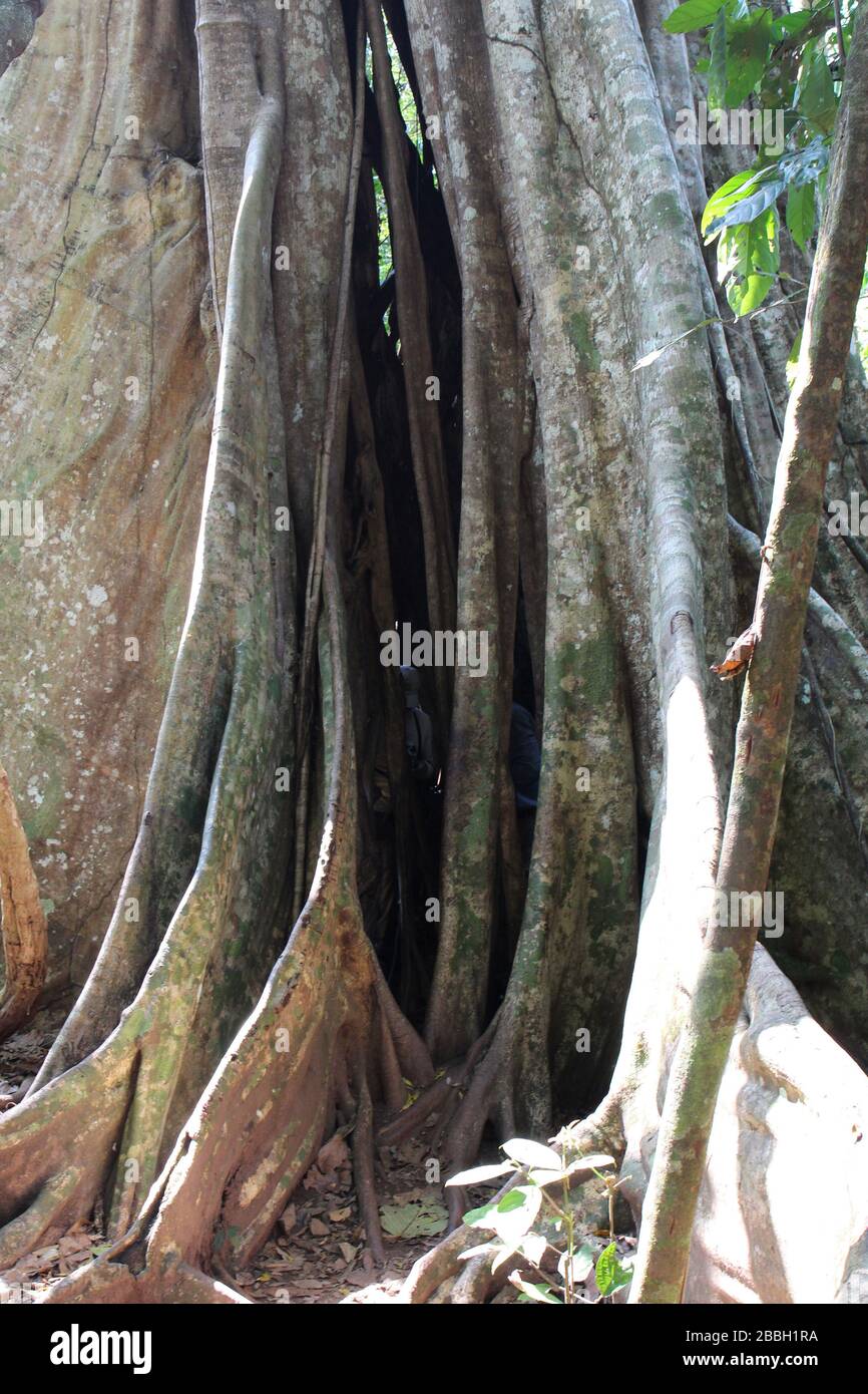 People standing inside the trunk of a Strangler Fig Tree in the Amazon ...