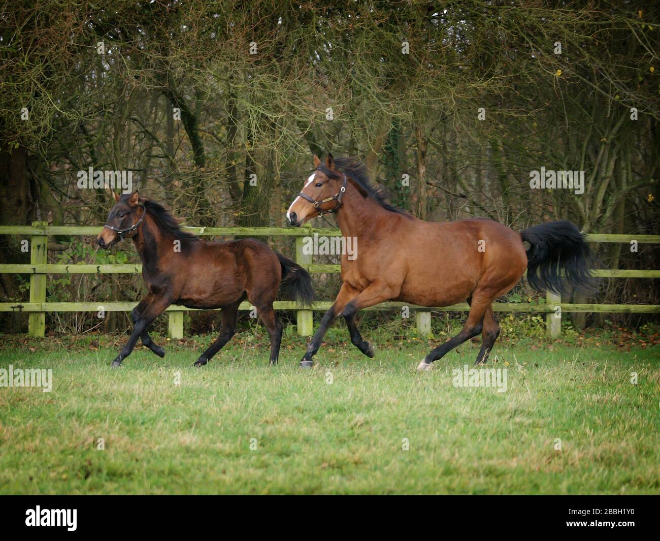 A mare and foal canter and play in a paddock Stock Photo - Alamy