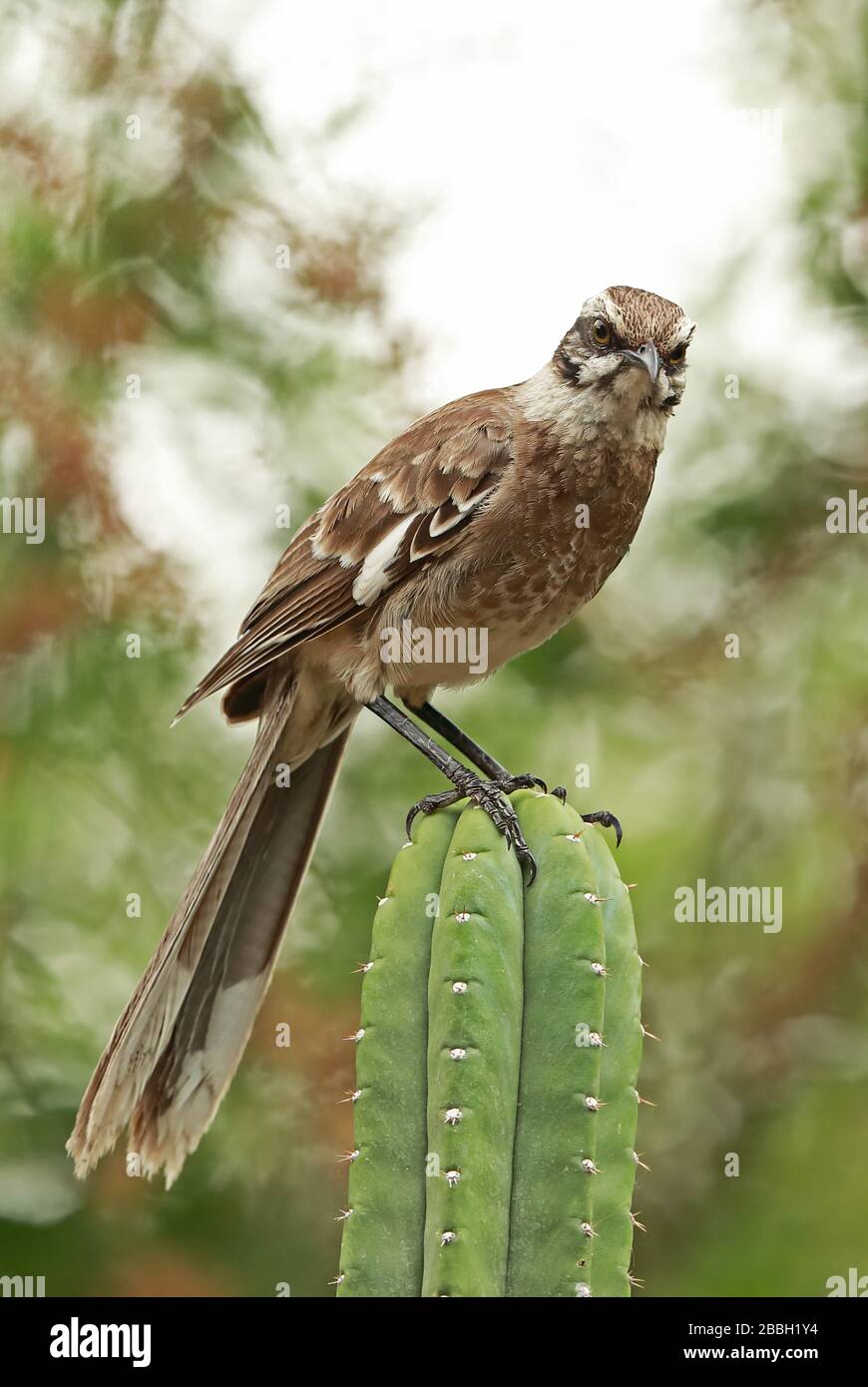 Longicaudatus hi-res stock photography and images - Alamy