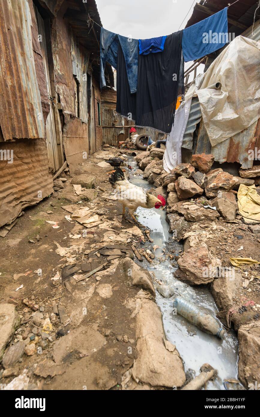 Chickens walking around an open sewer running through slum shacks ...