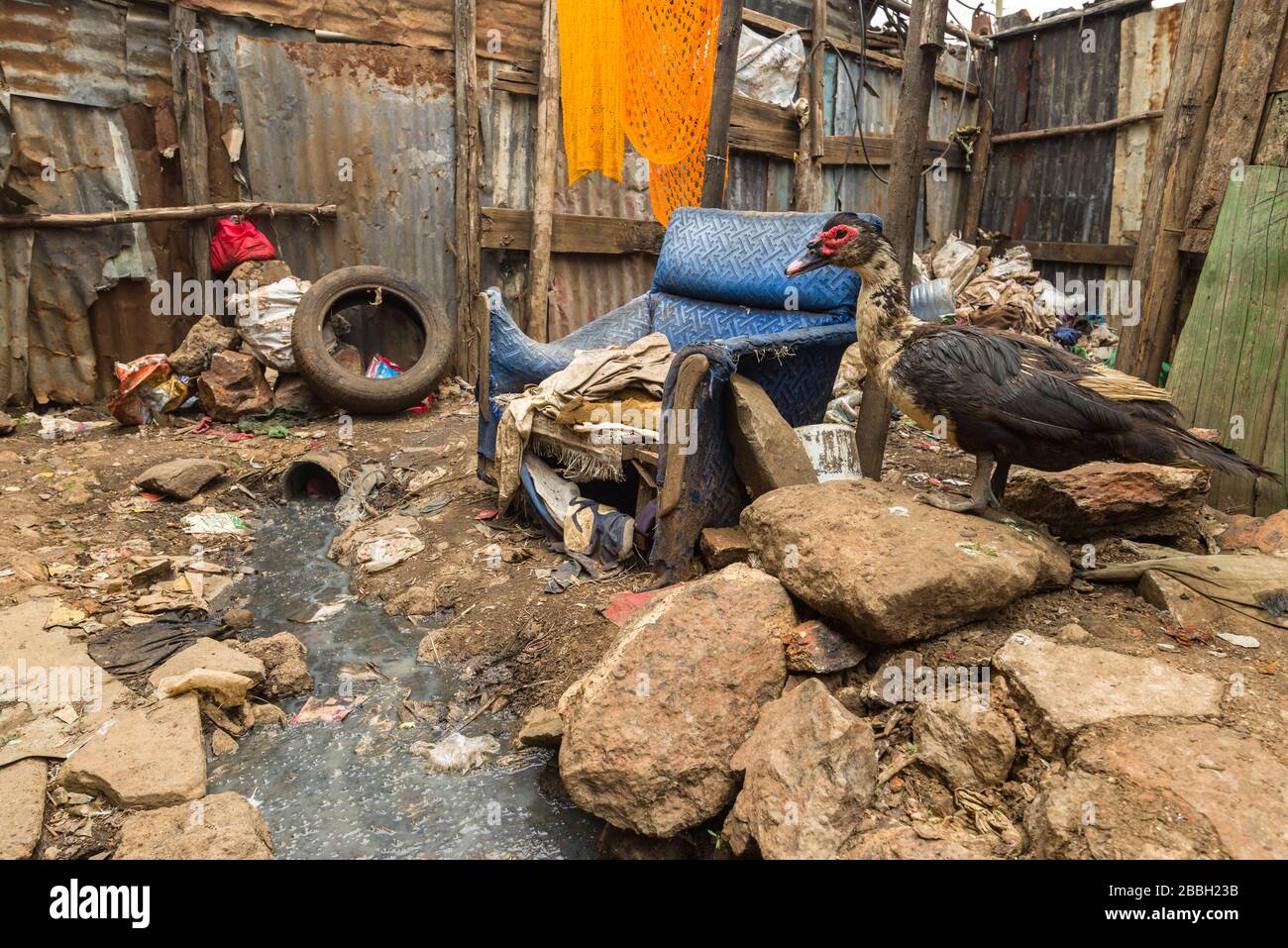 A large duck standing by an old chair and open sewer in slum, Nairobi ...