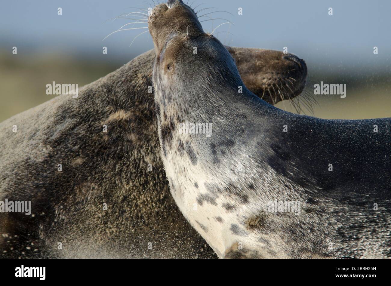 Female Grey Seal fending off Male bull Seal at Winterton on sea beach ...