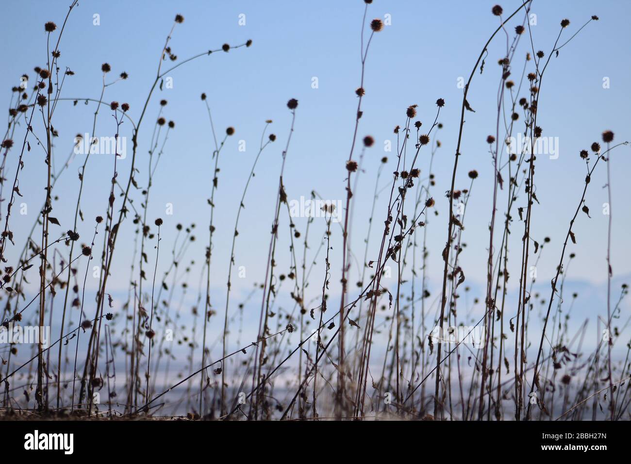Spring Will Come Again Stock Photo - Alamy