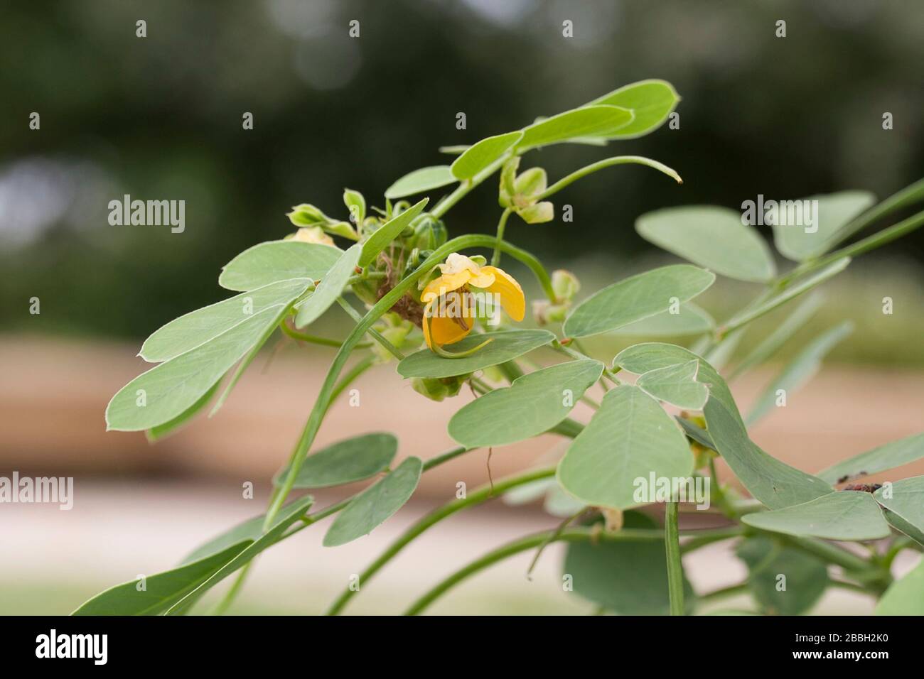 Foetid senna hi-res stock photography and images - Alamy