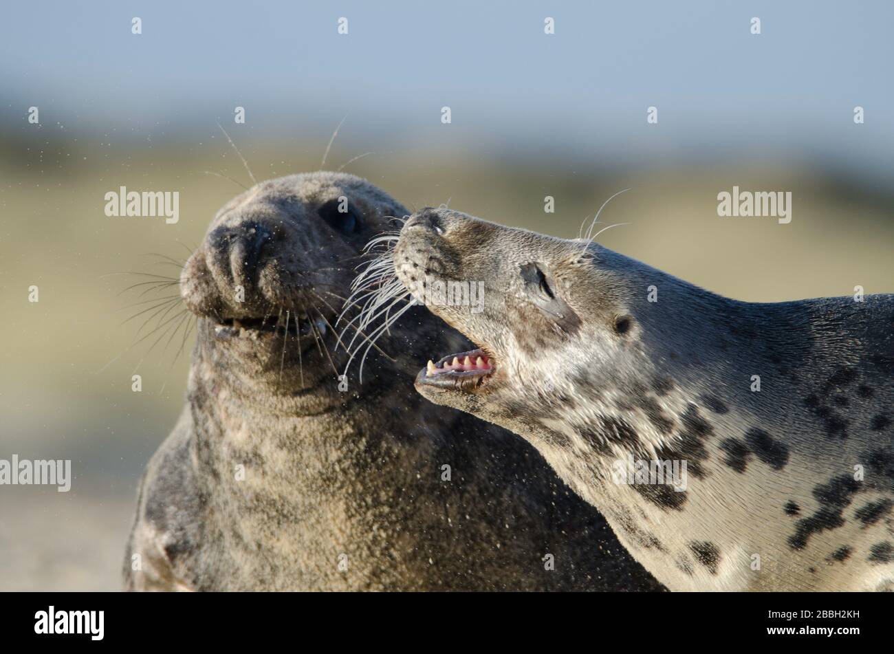 Female Grey Seal fending off Male bull Seal at Winterton on sea beach ...