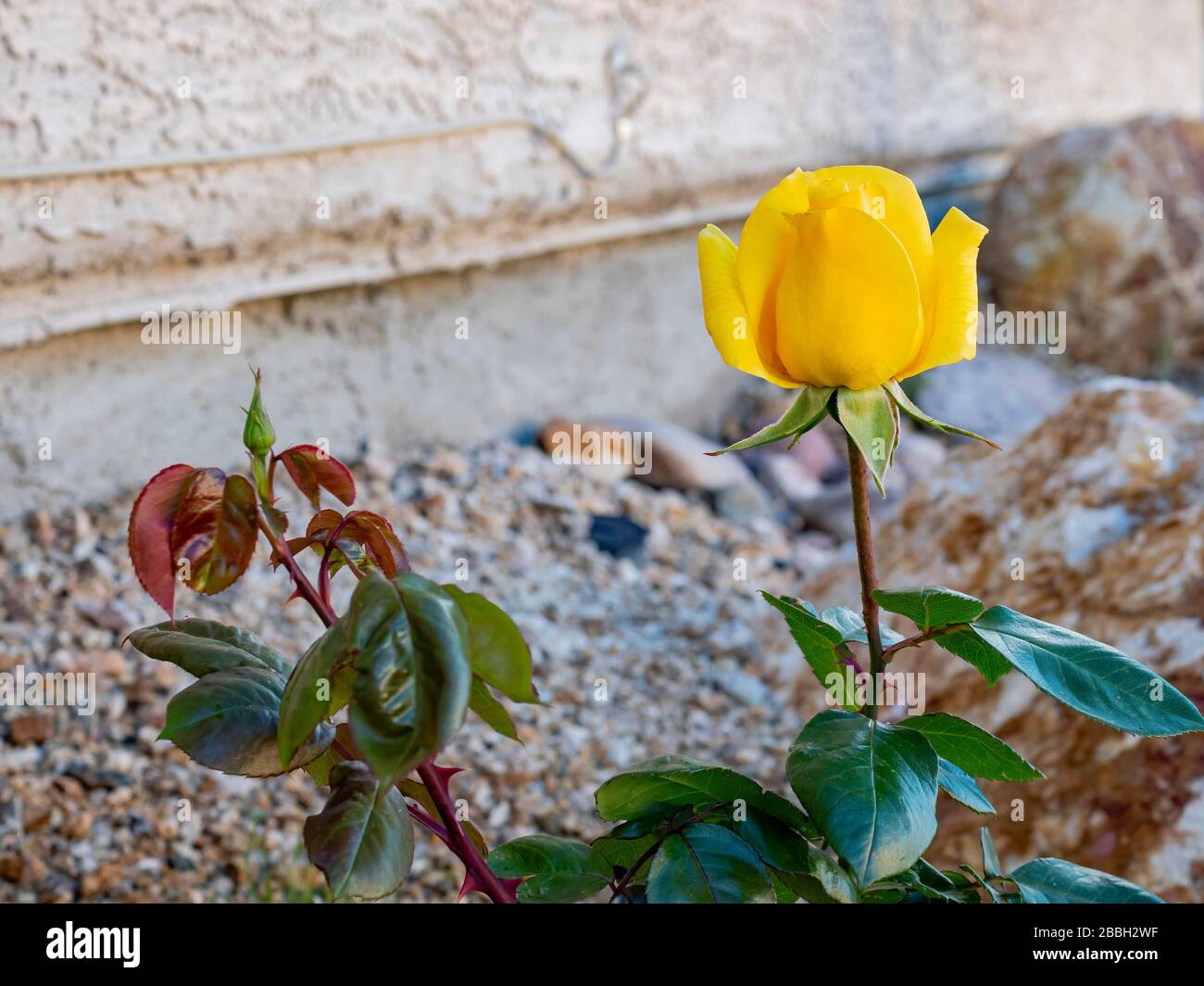Nevada rose hi-res stock photography and images - Alamy