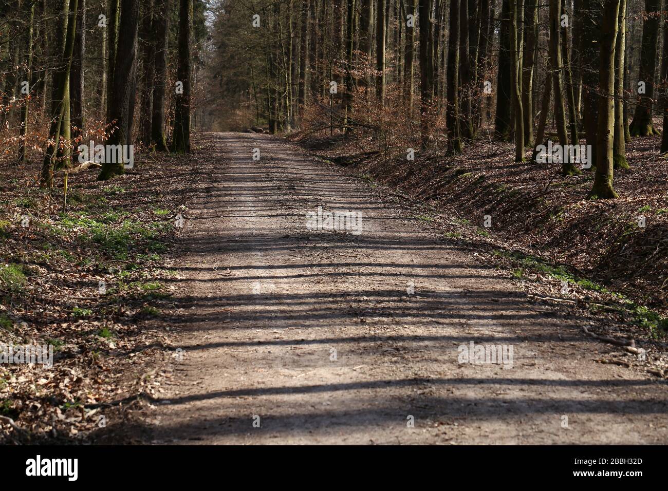 Shadow from trees hi-res stock photography and images - Alamy