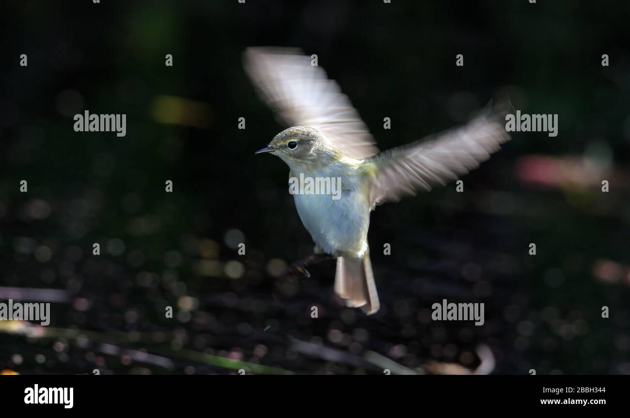 Bird wings motion hi-res stock photography and images - Alamy