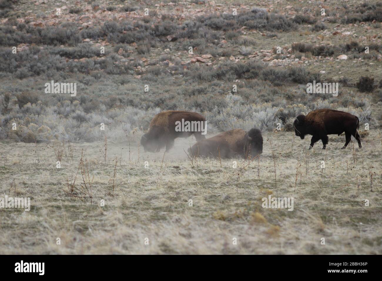 Bison on Antelope Island Stock Photo - Alamy