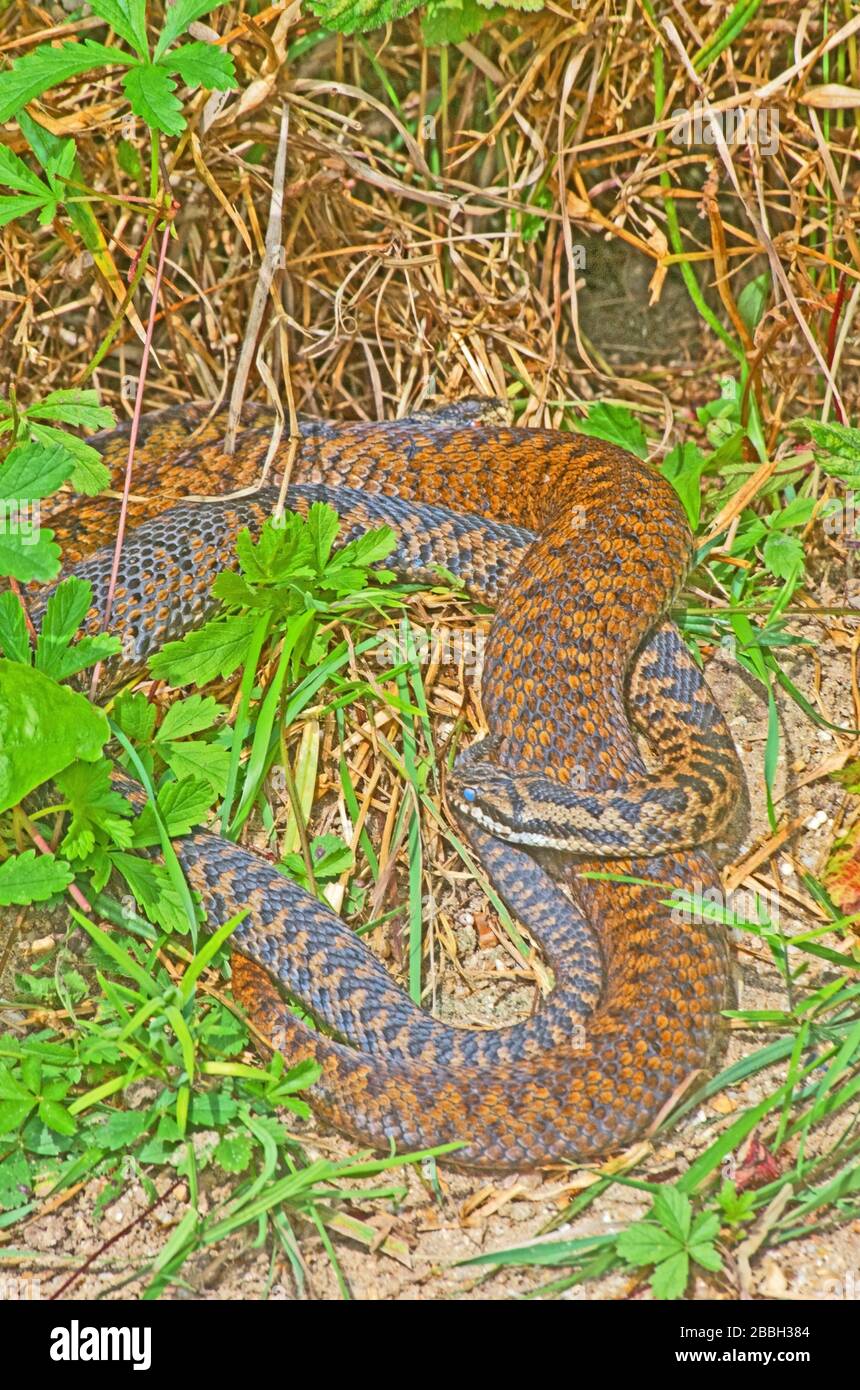 ADDER Viper Vipera Berus Stock Photo - Alamy
