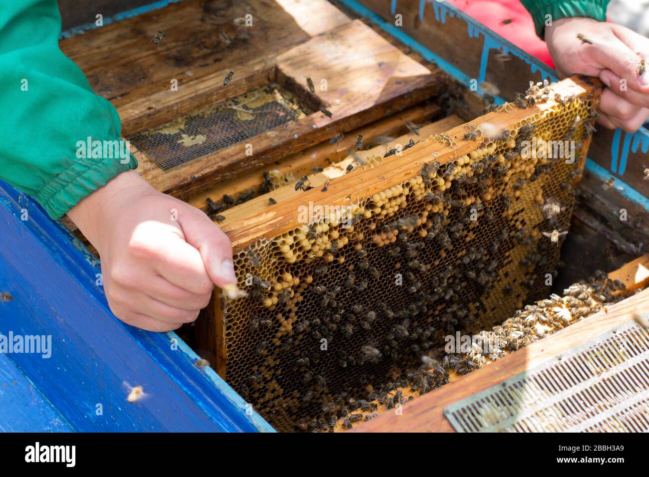 Beekeeper holding frame of honeycomb with bees Stock Photo - Alamy