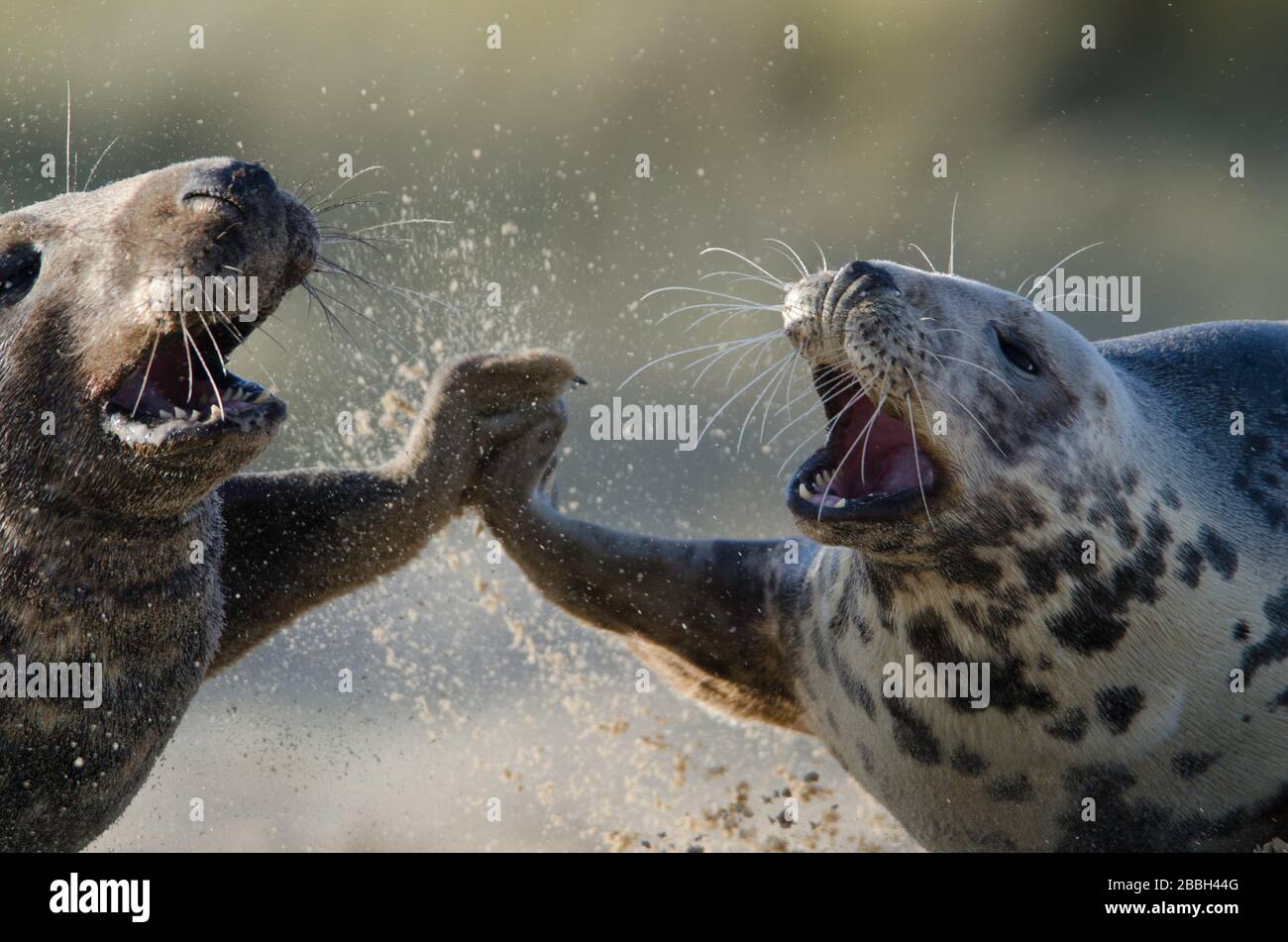 Female Grey Seal fending off Male bull Seal at Winterton on sea beach ...