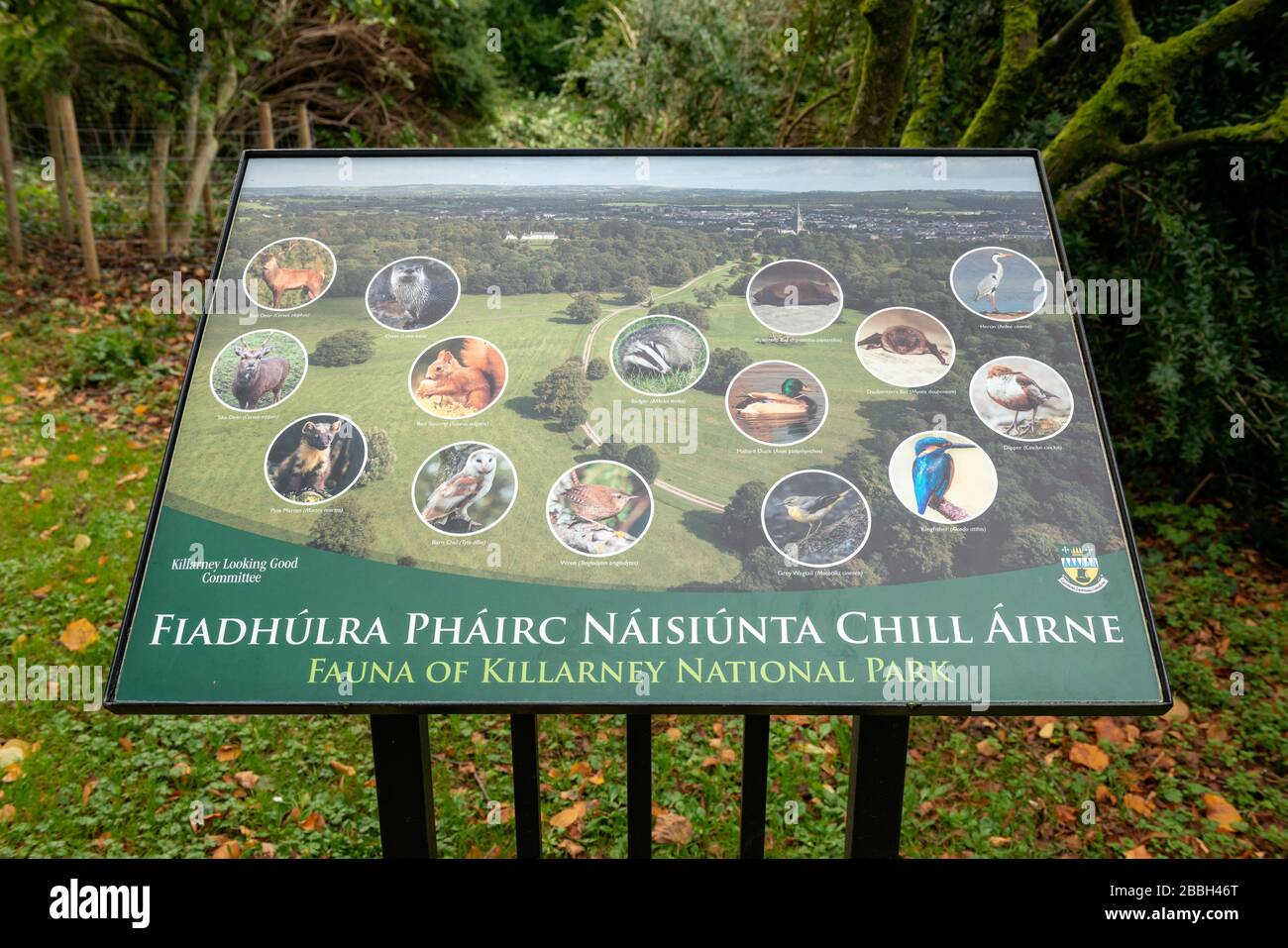 Fauna Of Killarney National Park Information Board Sign With Pictures fauna-of-killarney-national-park-information-board-sign-with-pictures