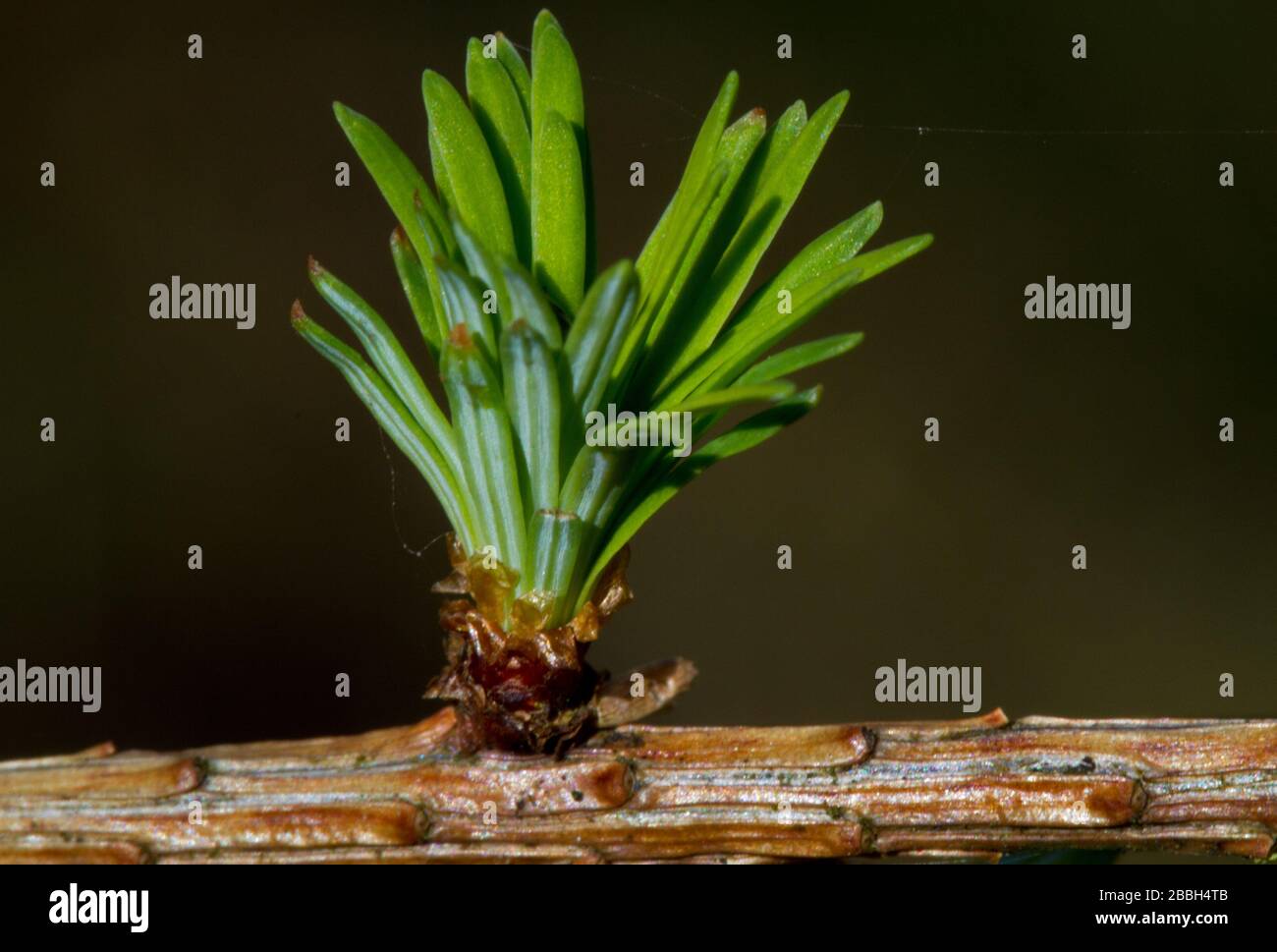 Needle like leaves hi-res stock photography and images - Alamy