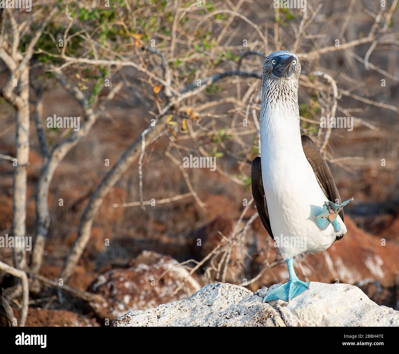 Blue Footed Booby strutting on Isla Seymour Norte Galápagos Islands ...