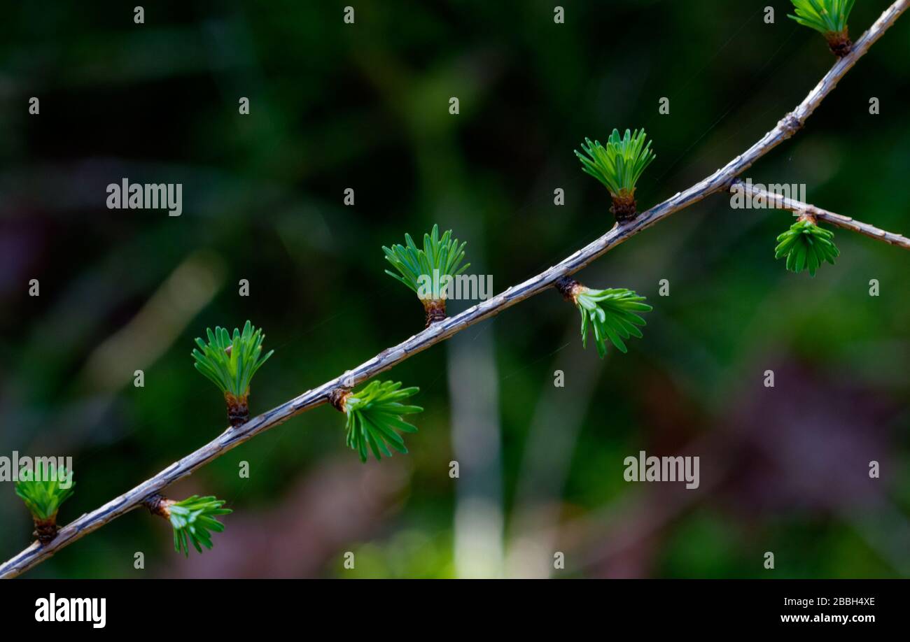 Needle like leaves hi-res stock photography and images - Alamy