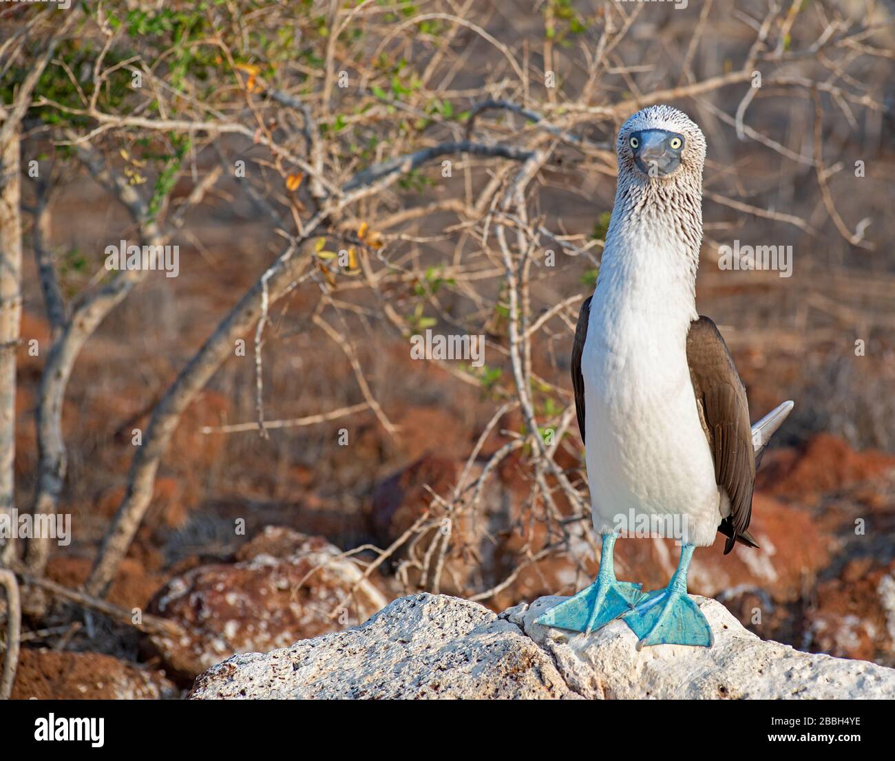 Blue Footed Booby strutting on Isla Seymour Norte Galápagos Islands ...