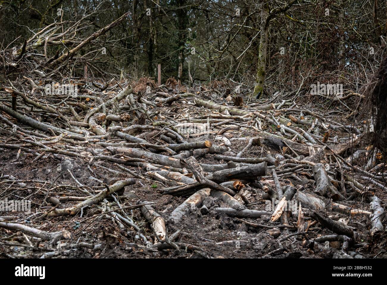 Mass timber hi-res stock photography and images - Alamy