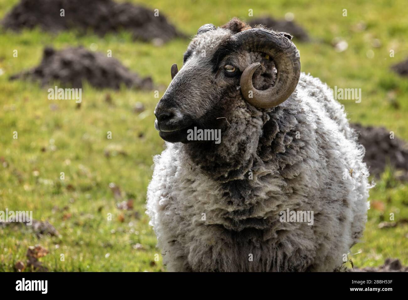 Curved horns hi-res stock photography and images - Alamy