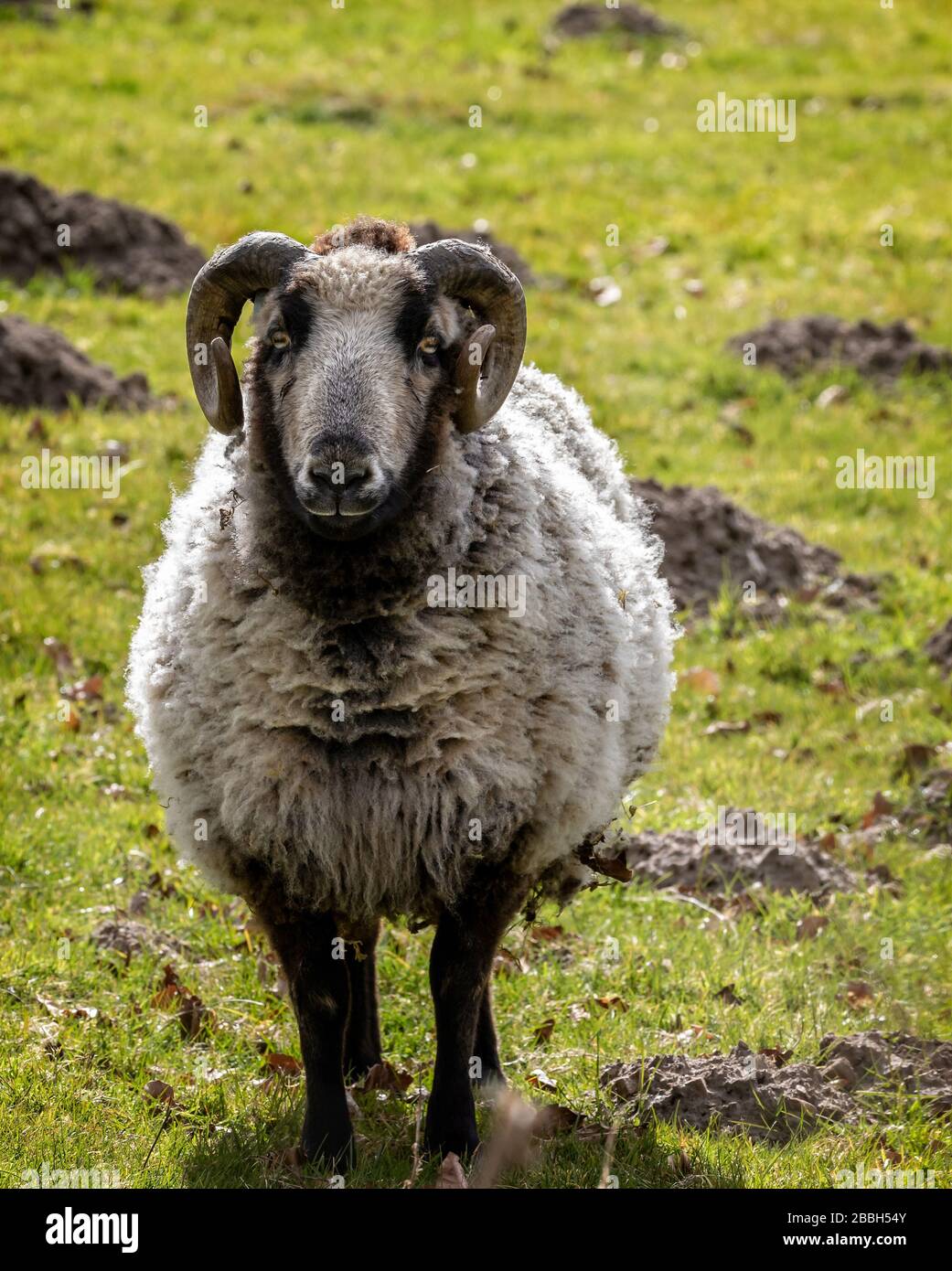 With curved horns hi-res stock photography and images - Alamy