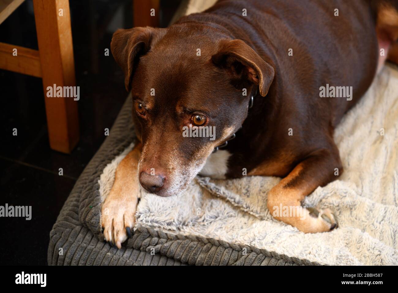 Dog watching tv Stock Photo - Alamy