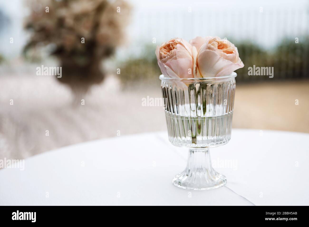 White rose in small flower vase hi-res stock photography and images - Alamy