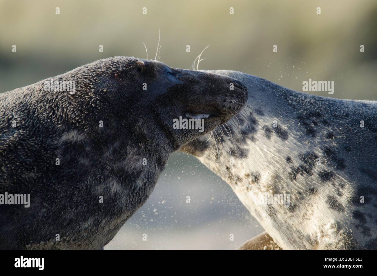Female Grey Seal fending off Male bull Seal at Winterton on sea beach ...