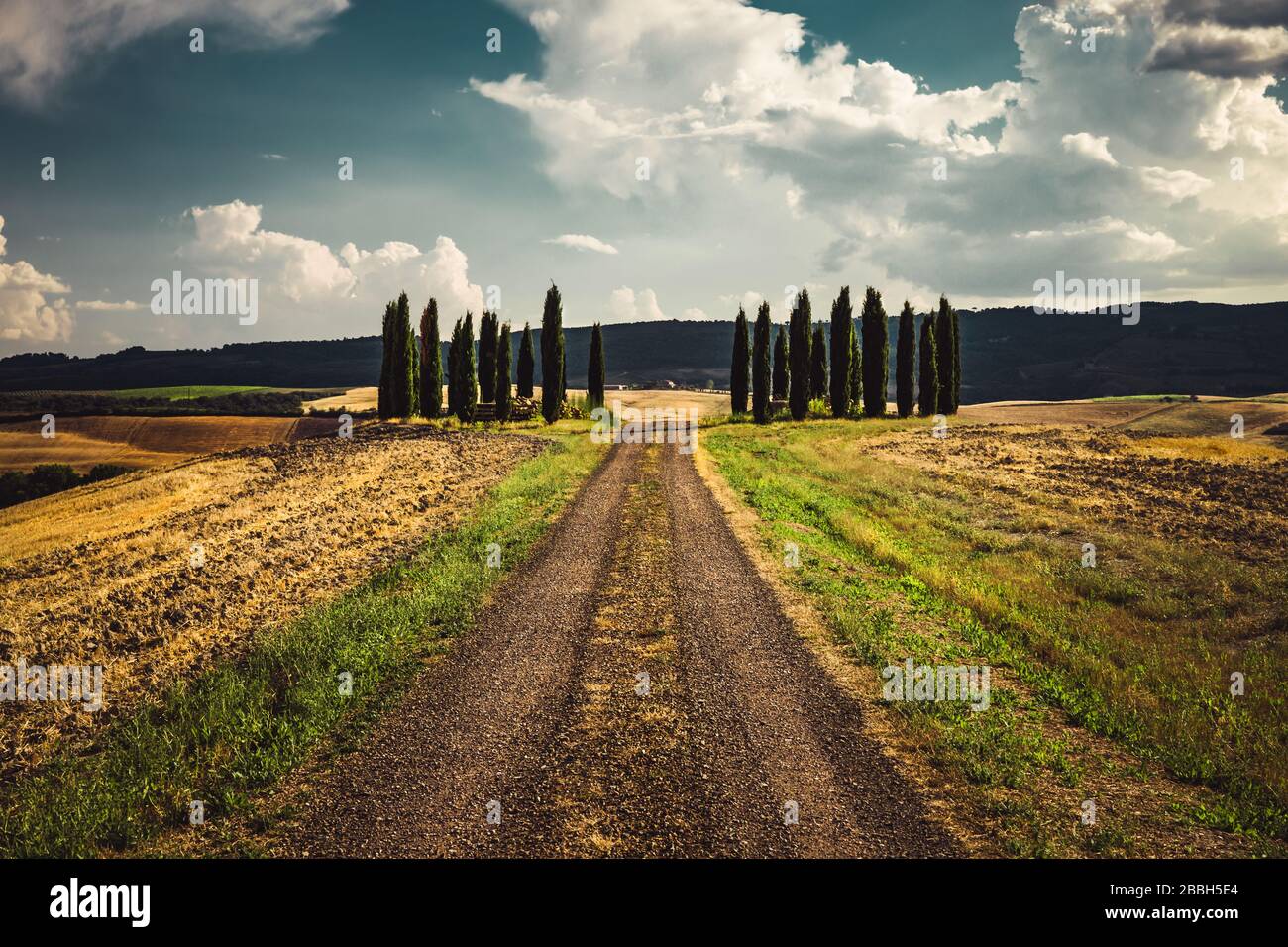 Beautiful view of the Italian countryside, dirt road goes through wheat ...