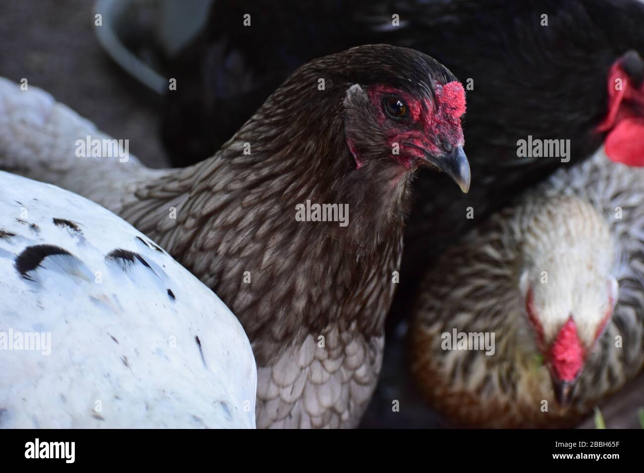 Flock of colorful hens with one looking right at the camera Stock Photo ...