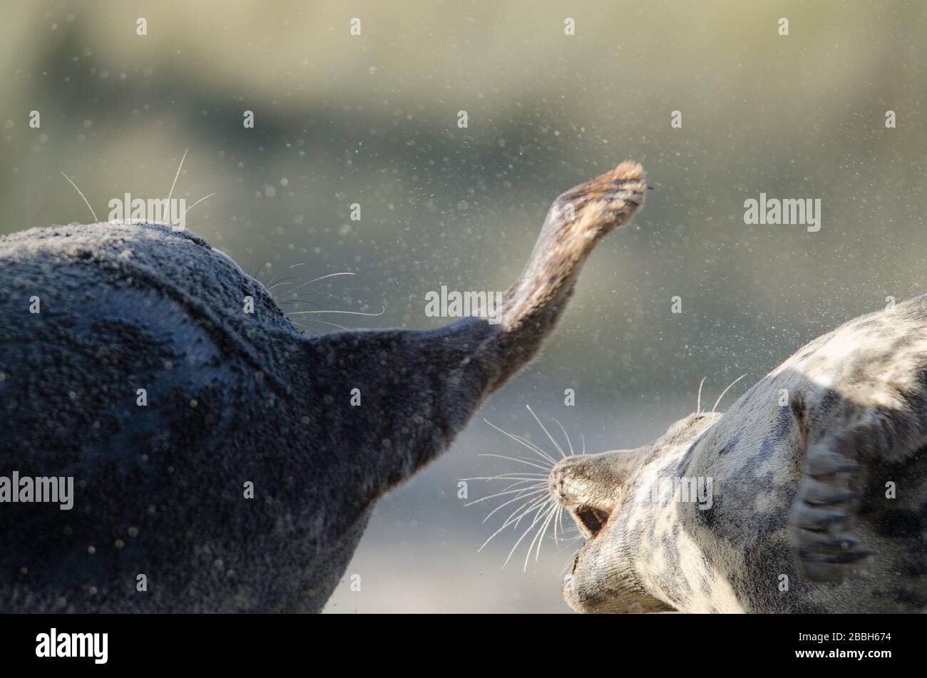 Female Grey Seal fending off Male bull Seal at Winterton on sea beach ...