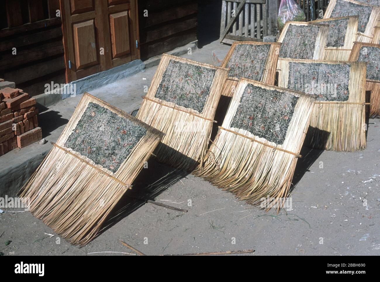 Crispy Mekong river weed drying on bamboo / rush frames in the street ...