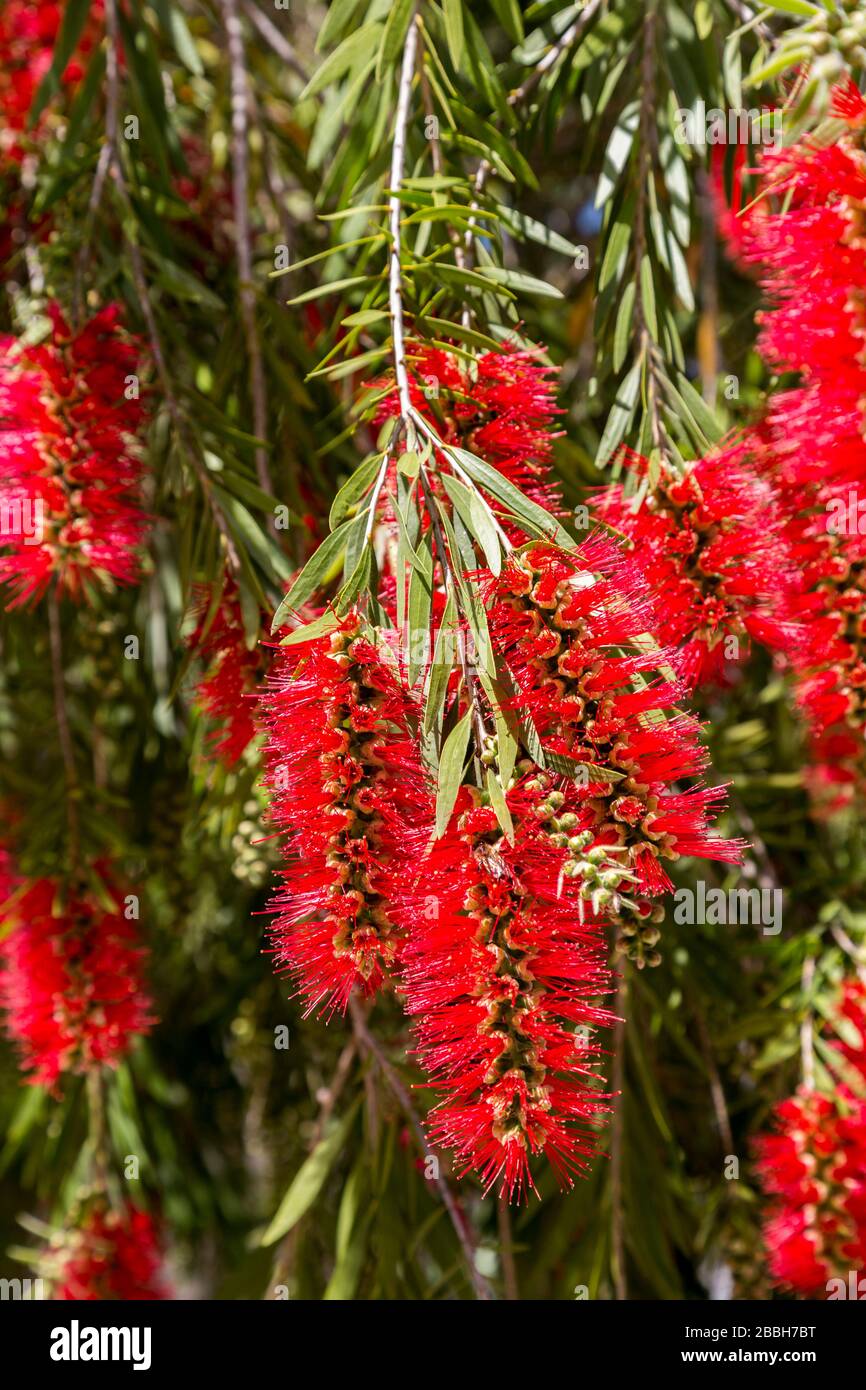 Red bottlebrush plant, Callistemon species, Alte, Algarve, Portugal ...