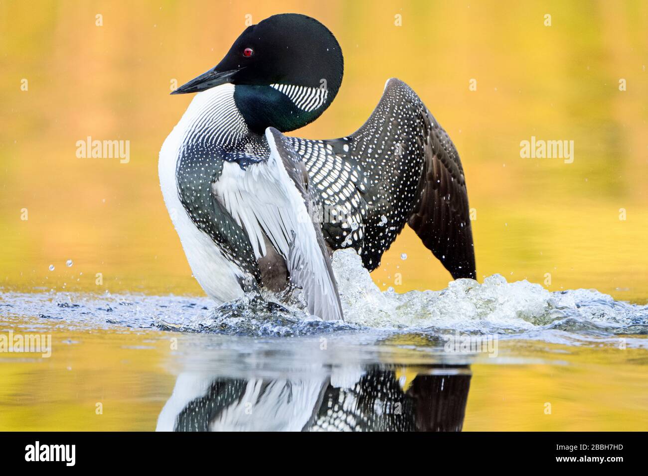 Spreading their wings hi-res stock photography and images - Alamy