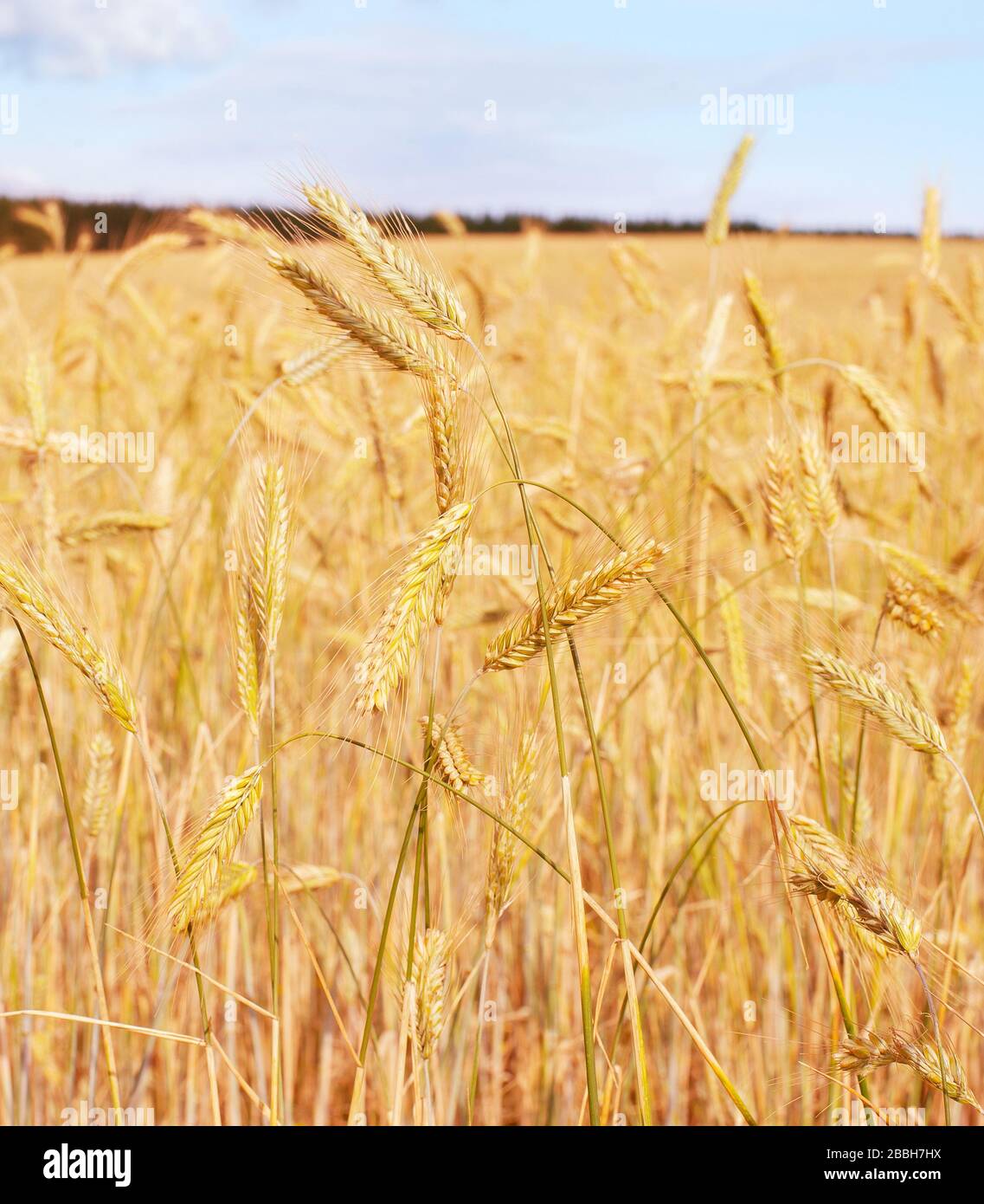 Wheet field ready for crop in the morning light. Estonia Stock Photo ...