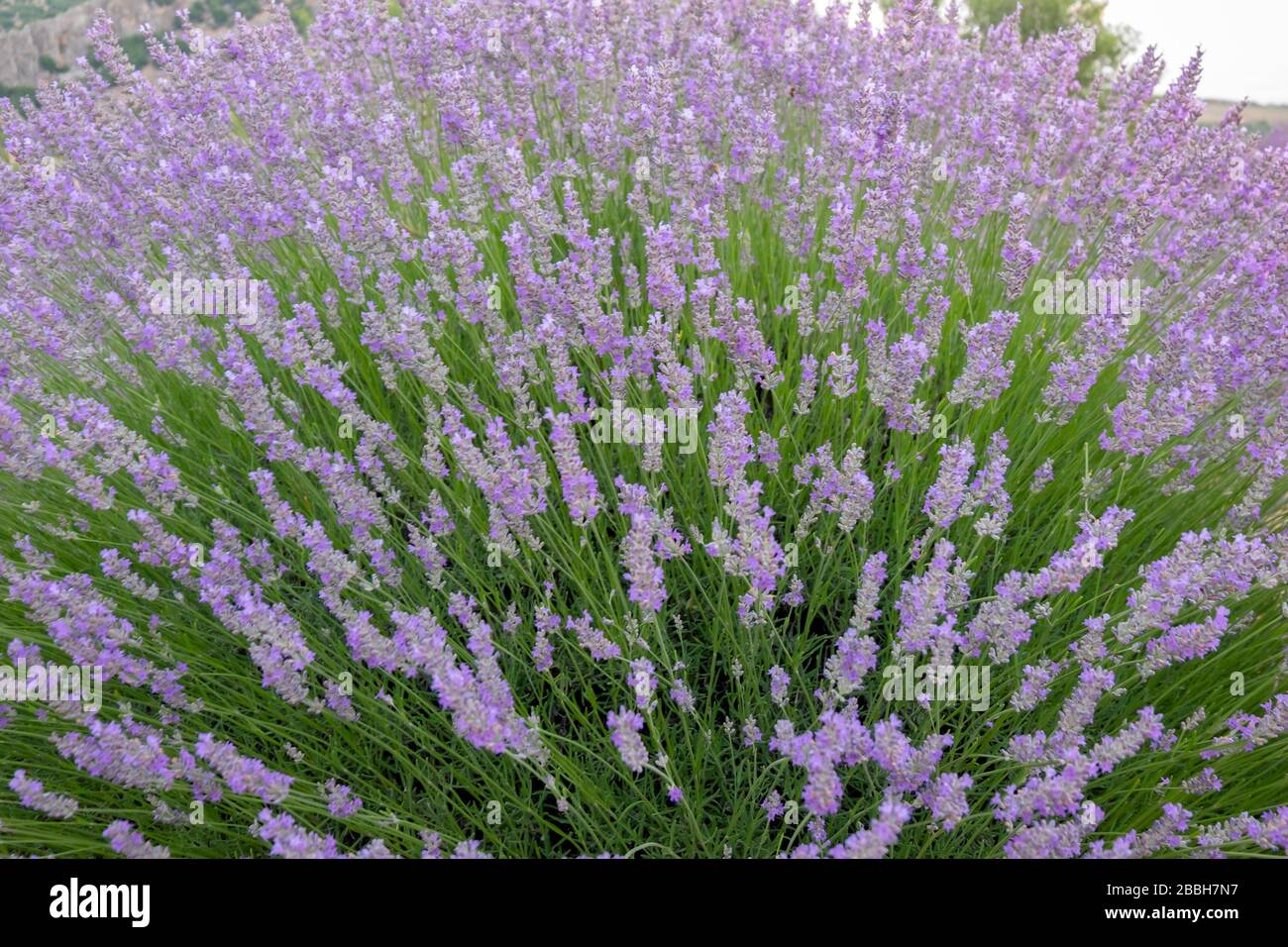 Lavender farm. Perfect purple lavender farm in Turkey Stock Photo - Alamy
