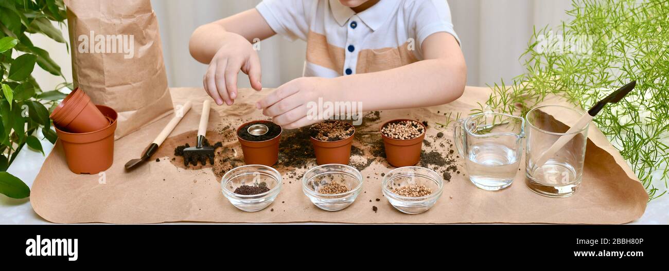 Planting beet seeds, coriander, cabbage. Using a funnel, the child ...