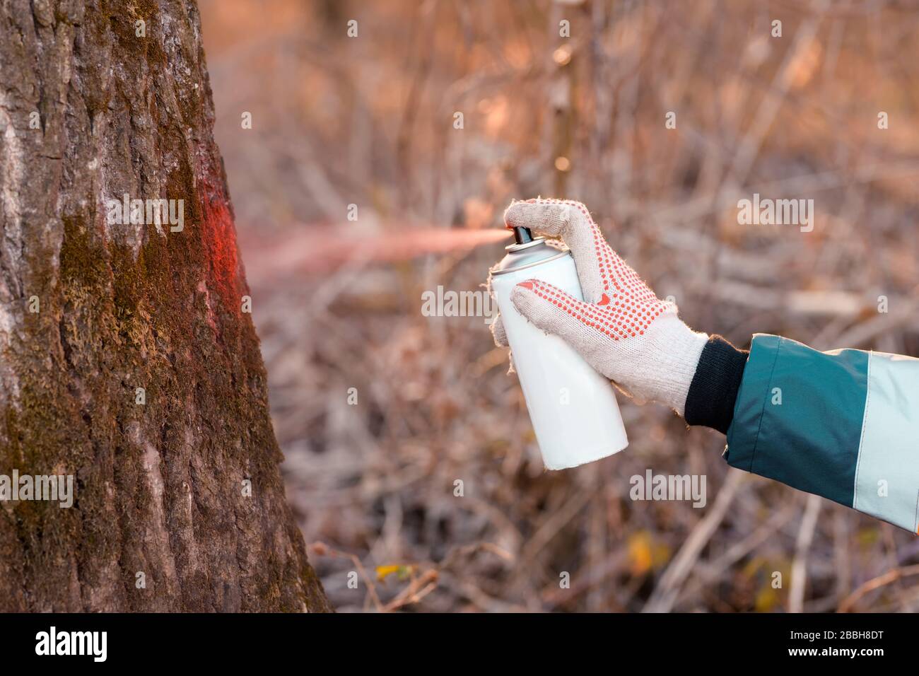 Forestry technician labeling tree trunk for cutting in deforestation ...