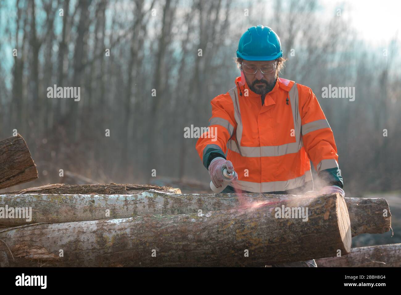 Forestry technician marking logs for firewood with red aerosol can ...
