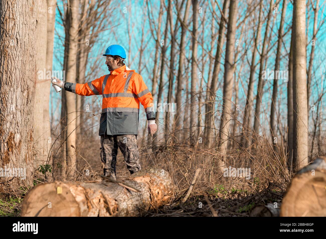 Forestry technician marking tree trunk for cutting in deforestation ...