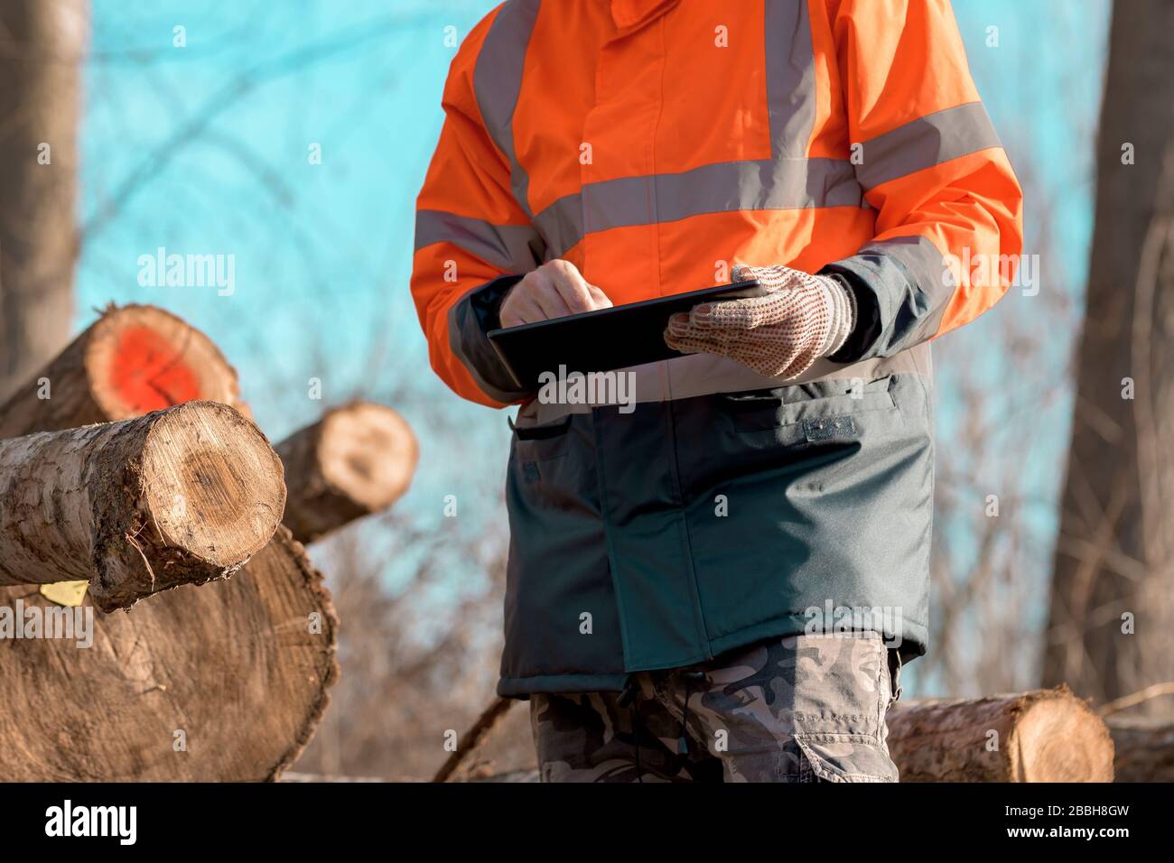 Forestry technician using digital tablet computer in forest for logging ...