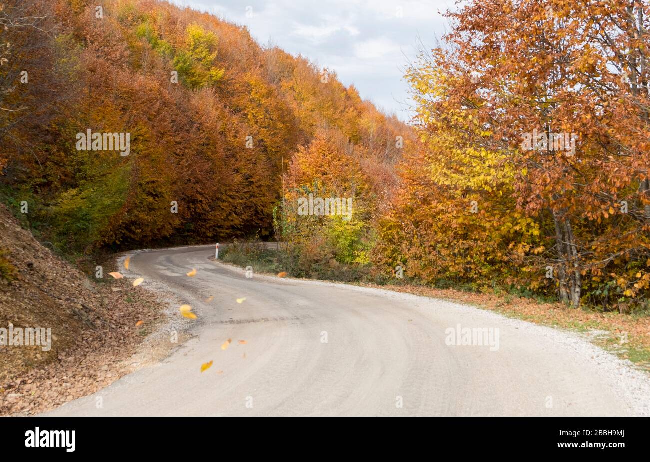 Curved way and autumn. Trees are faded and they have orange leafs Stock ...