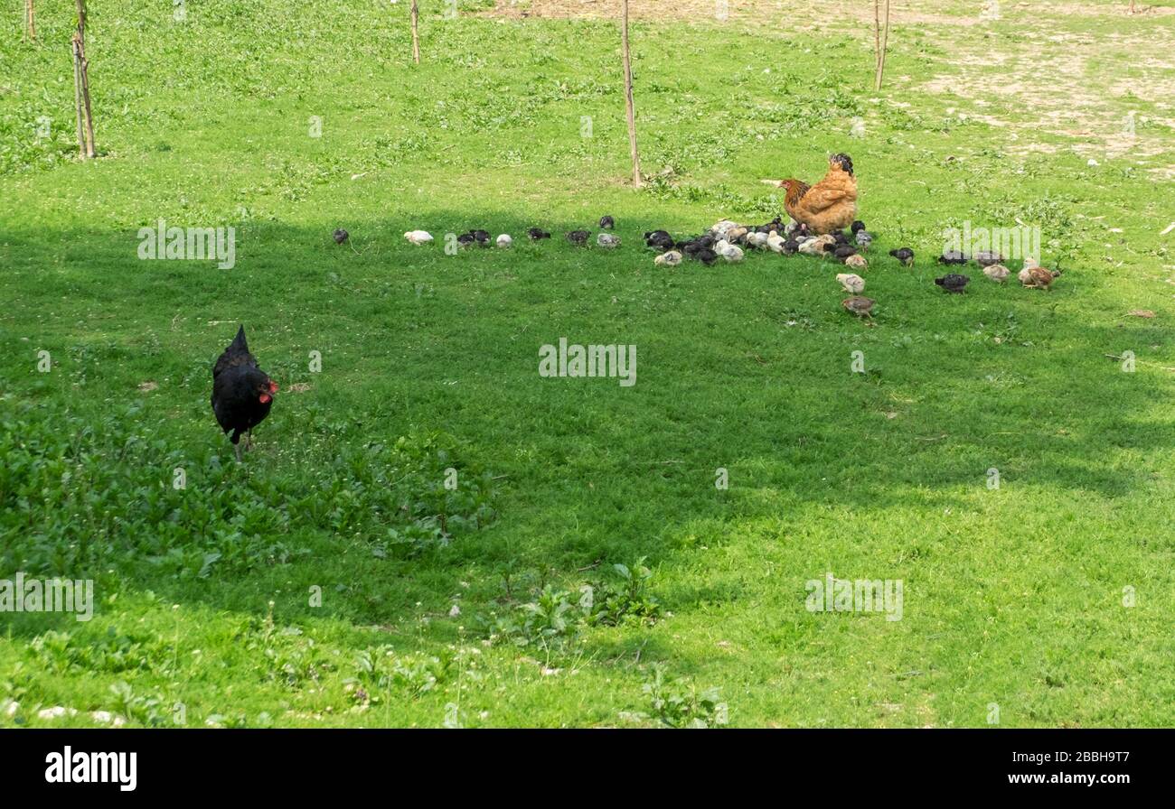 Big chicken hi-res stock photography and images - Alamy