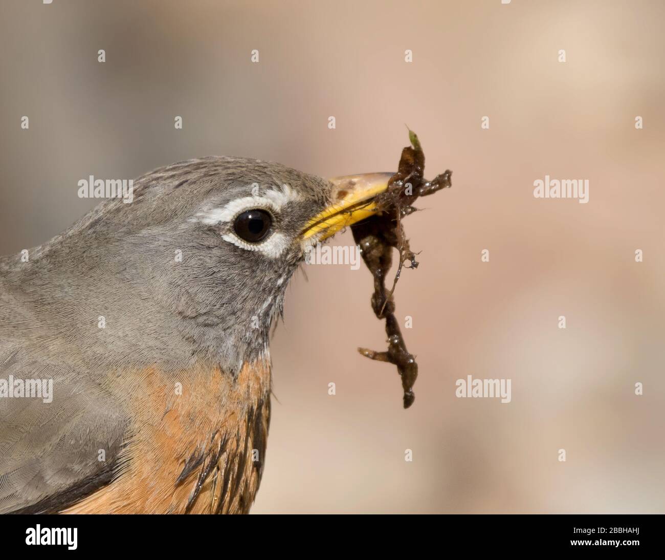 American Robin, Turdus migratorius, collecting nesting material in ...
